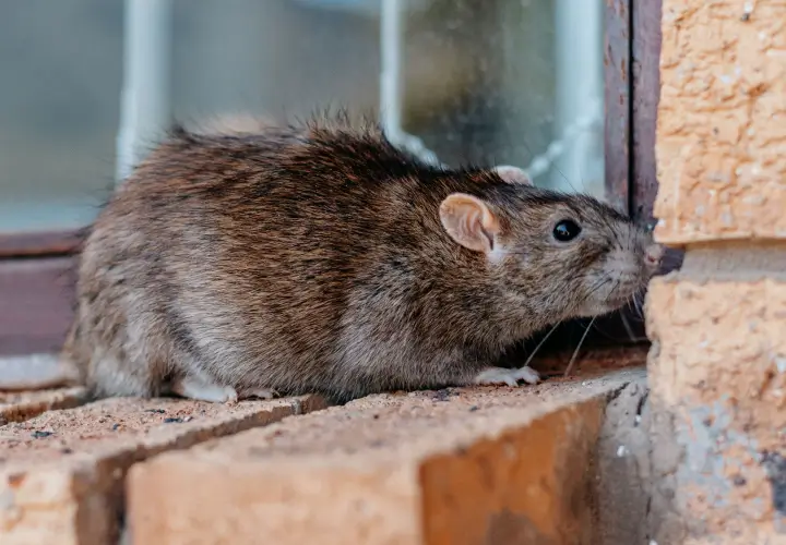 Rodent - Advancer IFM