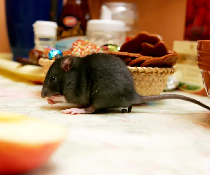 Rodent - Advancer IFM