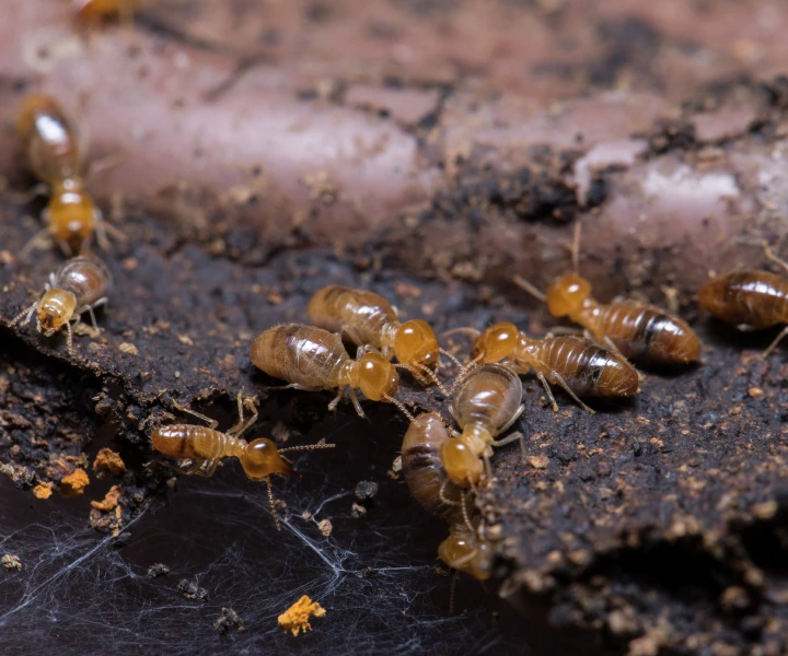 Termites - Advancer IFM
